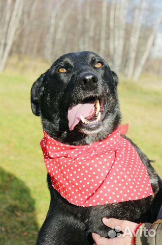 Благородный Барт ищет семью