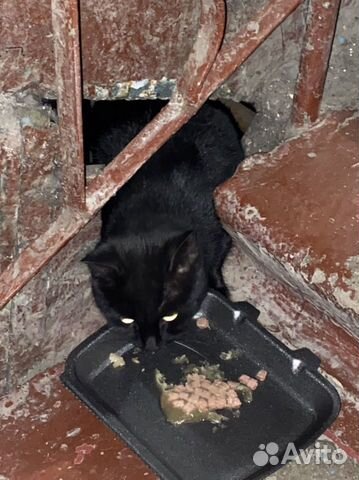 Кот / кошка в добрые руки бесплатно