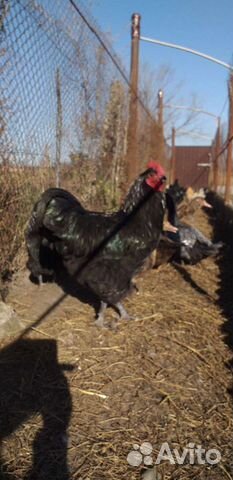 Джерсийский гигант петухи
