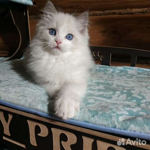 Котята рэгдолл