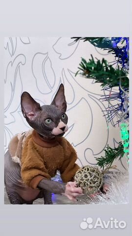 Котенок канадского сфинкса