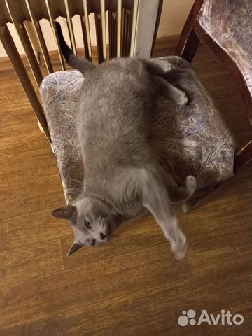 Котик-ласкуша