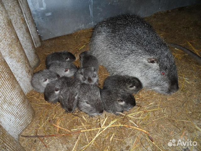 Продам нутрий