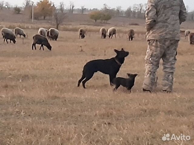 Щенки келпи