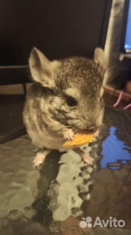 Шиншилла мальчик 2 мес