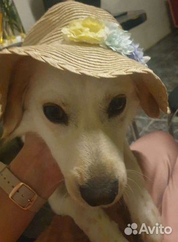 Маленькая собака Белка