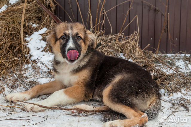 Будущий охранник ищет дом