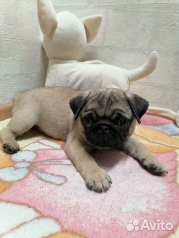 Щенок мопса