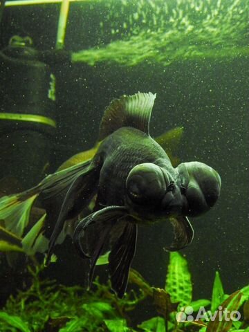 Рыбка телескоп