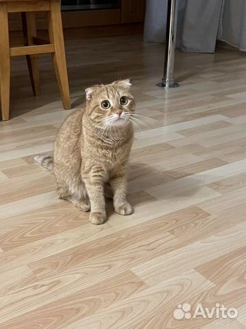 Кошка киара