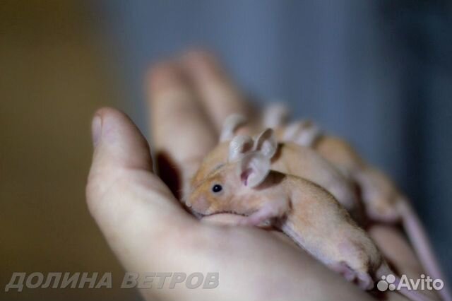 Мышки фаззи бархатные