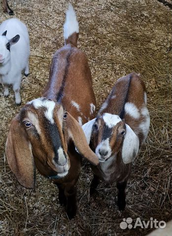 Коза нубийская