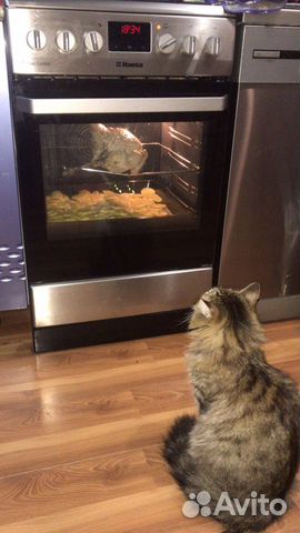 Кормящая кошка