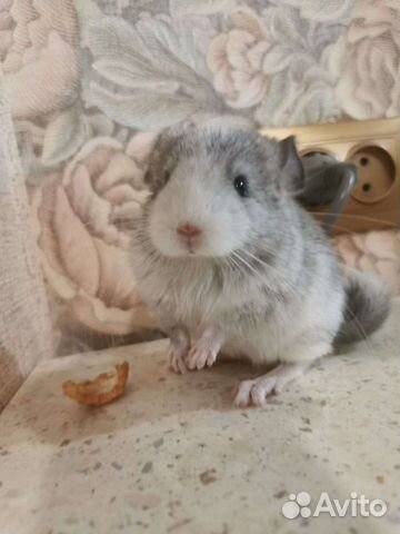 Шиншилла 100носитель фиолета 50ангоры