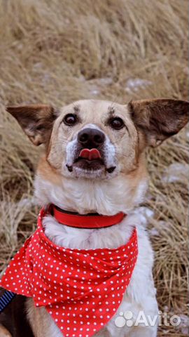 Чудесная принцесса Мия, отдам