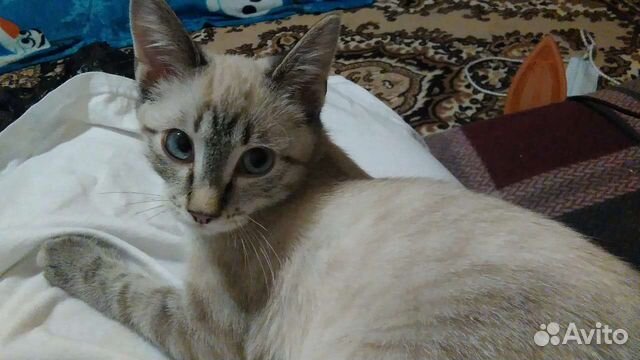 Кошечка около полгода возраст