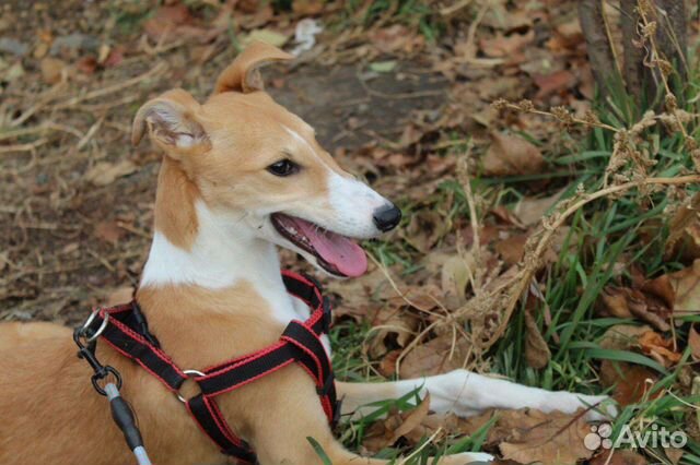 Девочка Барби в добрые руки