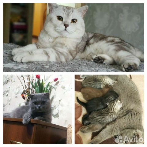 Британские вислоухие котята