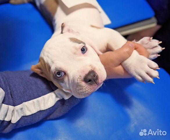 Американский Булли шикарный мальчик