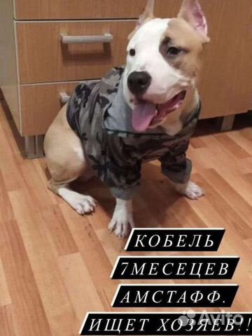 Стаффордширский терьер щенки щенок
