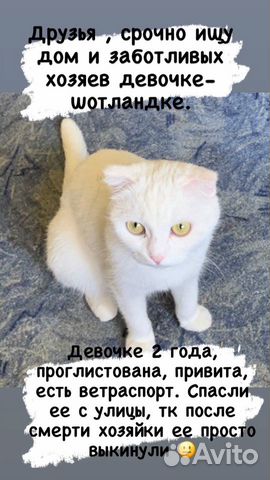 Кошка
