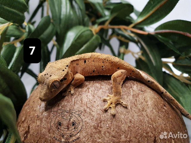 Бананоед Super Dalmatian