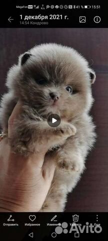 Мальчик мини лиловый с подпалом