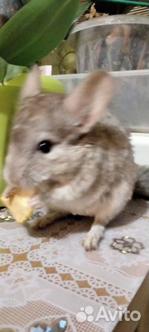 Шиншилла