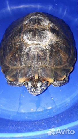 Отдам бесплатно черепаху