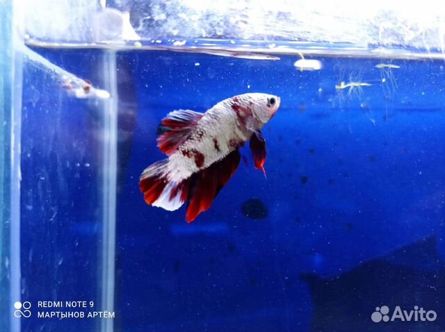 Петушок черный плакат, плакат Гэлакси, хальфмун ко