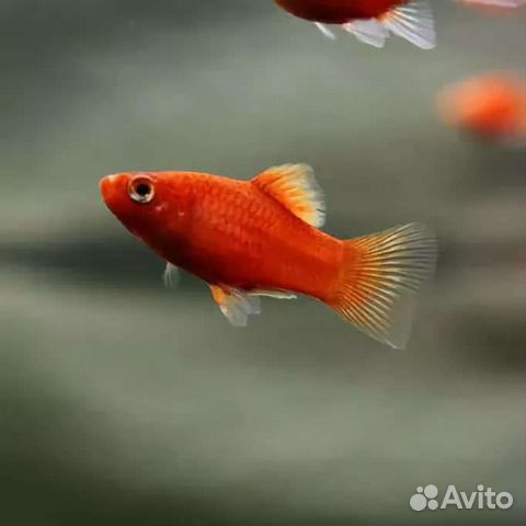 Аквариумные рыбки