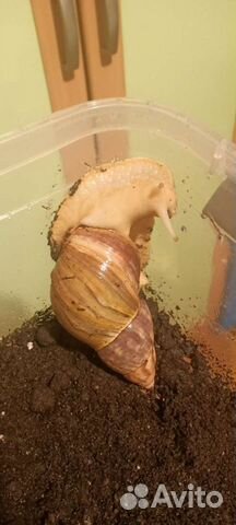 Улитка ахатина 2 штуки
