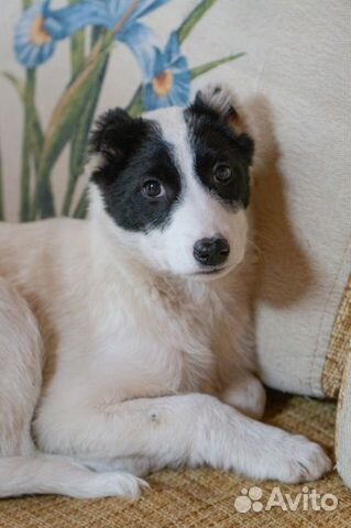 Щенок Бим в дар