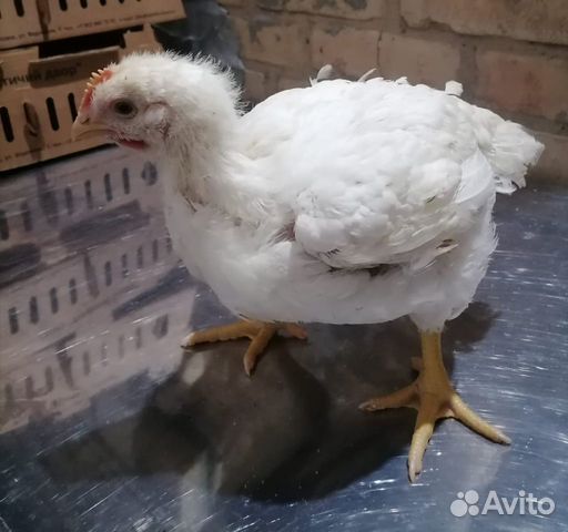 Бройлеры Росс308 1 месяц