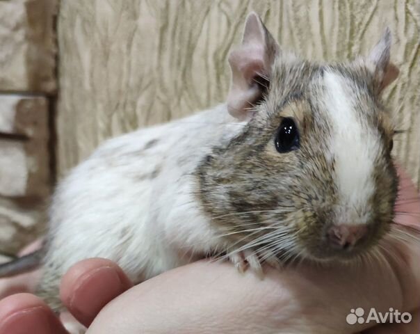 Дегу (чилийские белки)