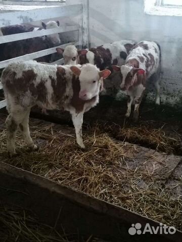 Быкчки лимузины с сементаллом