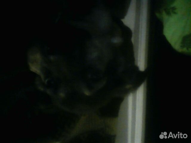 Отдам собак для квартиры