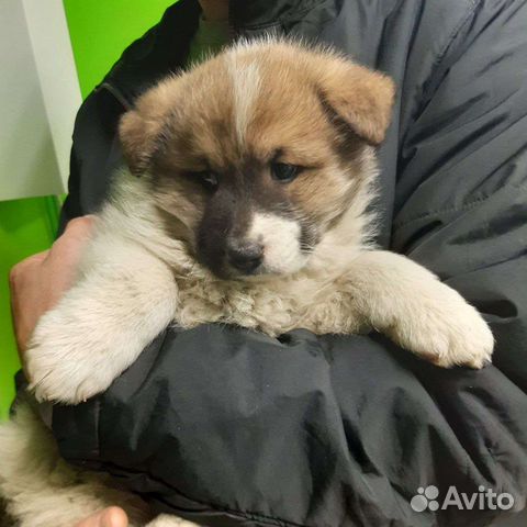 Сенбернар в добрые руки, щенок