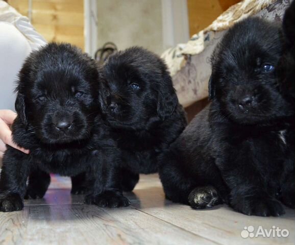 Щенки ньюфаундленда