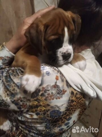 Девочка Боксер