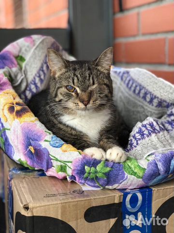 Особенная кошечка мечтает обрести дом