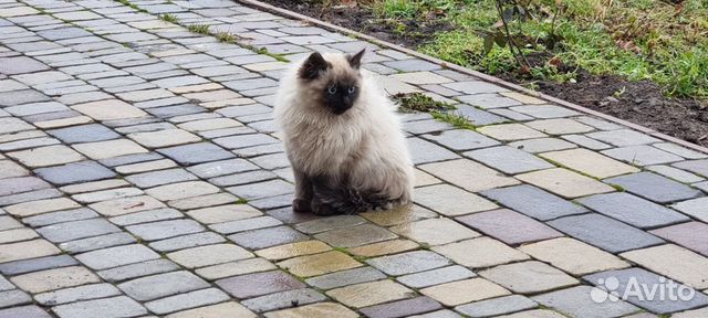 Котята в добрые руки бесплатно