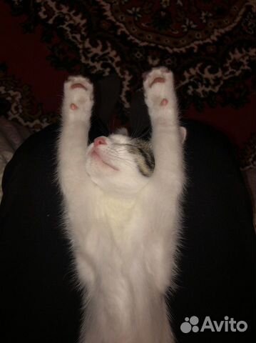 Котенок мальчик в добрые руки