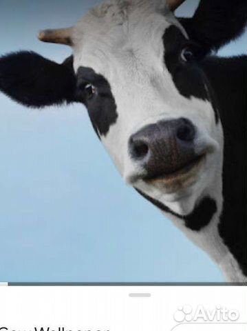 Телка стельная