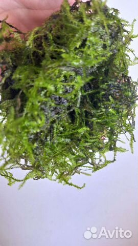 Мох аквариумный