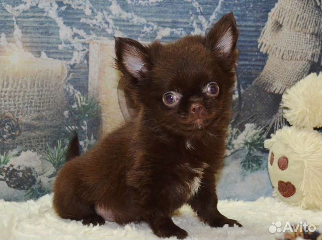 Носик курносик