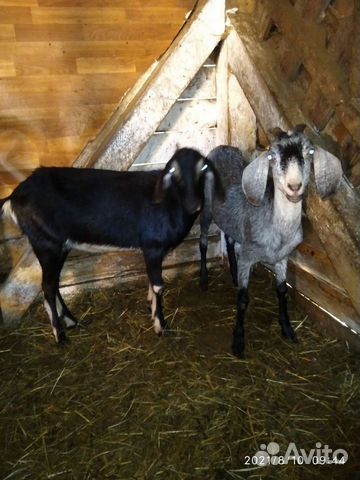 Коза нубийская