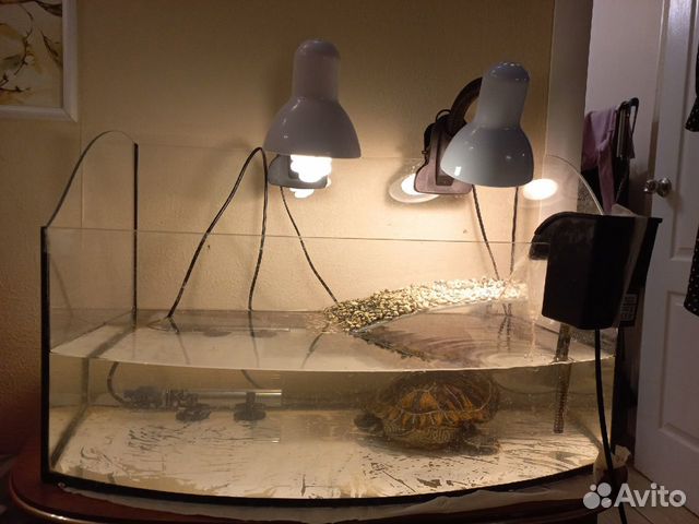 Продам красноухую черепаху с аксесуарами