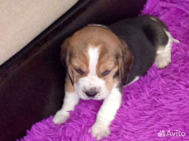 Бигль щенки