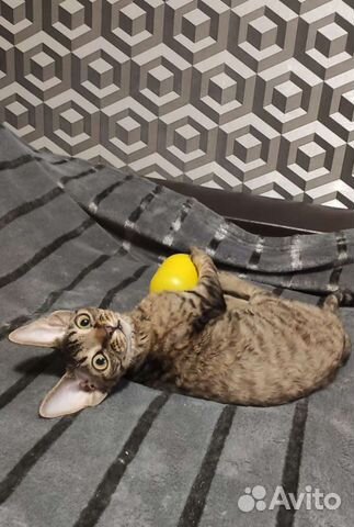 Котёнок девочка Девон